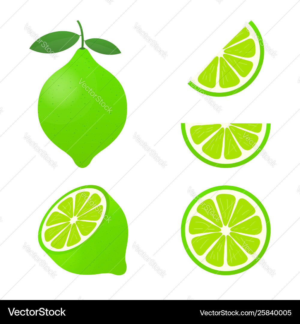 Lime with green leaves slice citrus isolated Vector Image