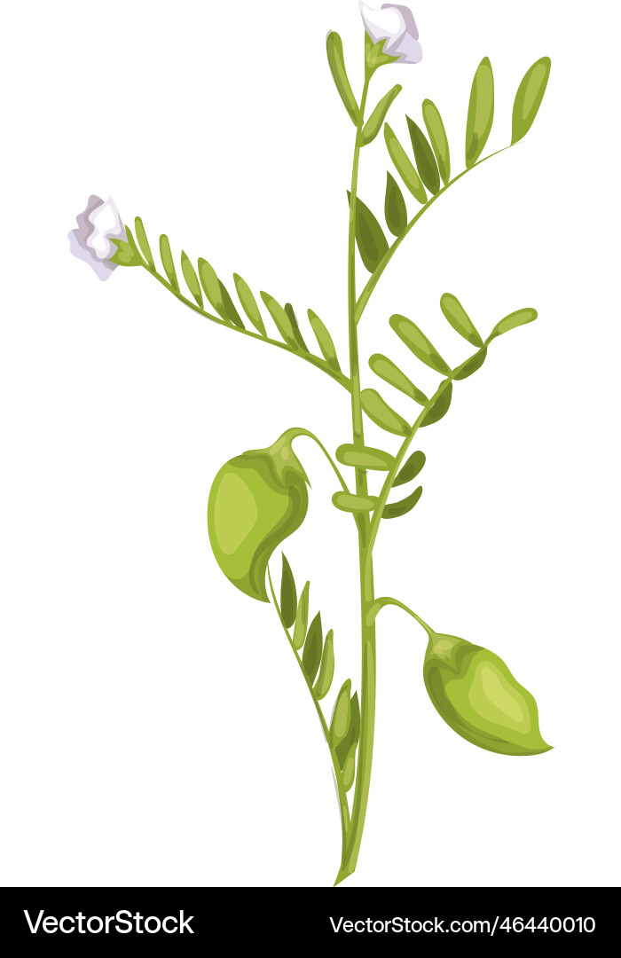 Lentil plant cartoon Royalty Free Vector Image