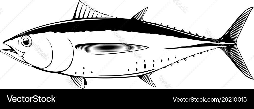 Blackfin tuna fish black and white Royalty Free Vector Image