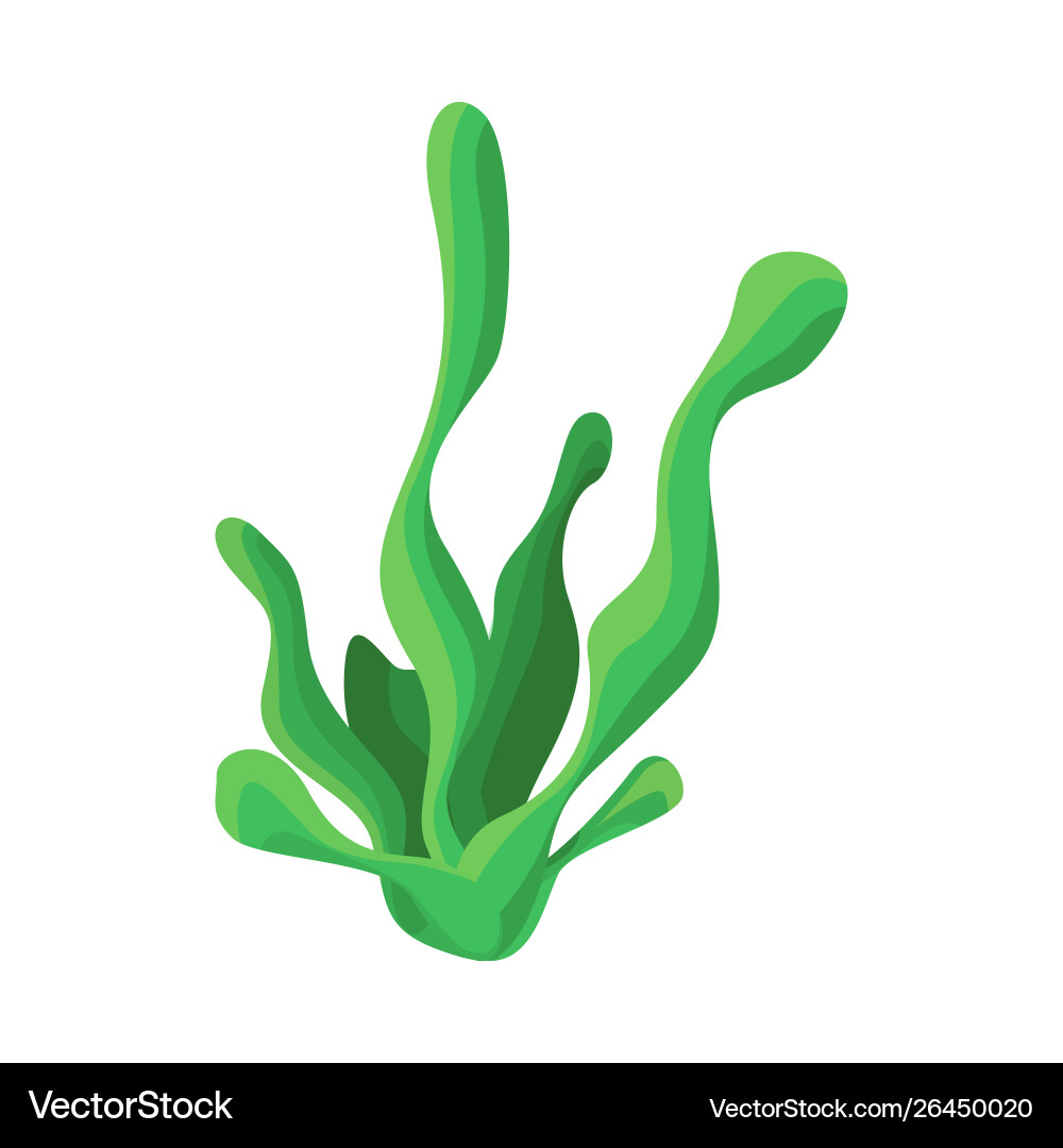 Isolated object seaweed and coral symbol Vector Image