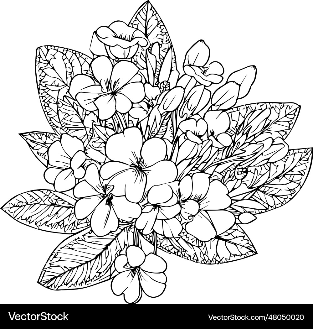 Primrose flower coloring page isolated on white Vector Image
