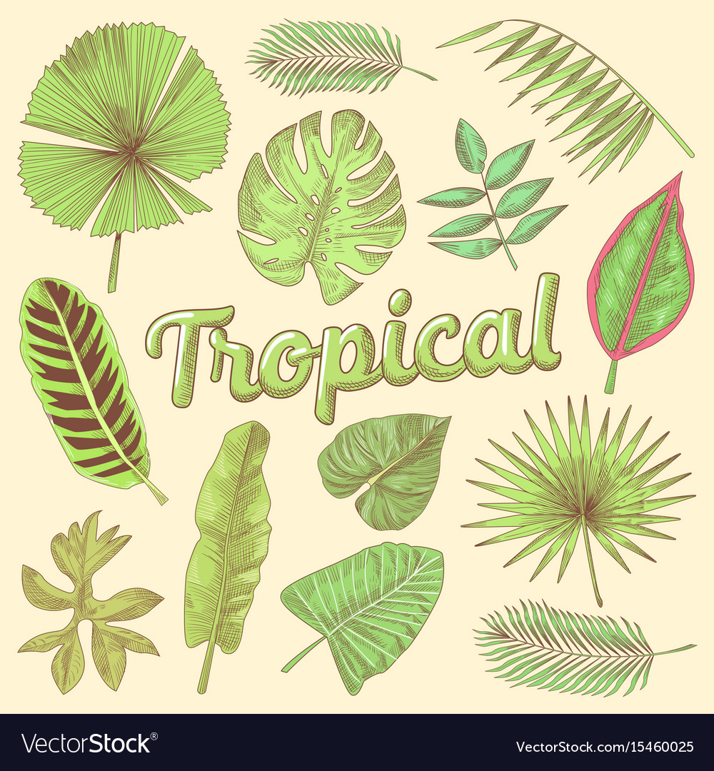 Tropical leaves hand drawn doodle with palms Vector Image