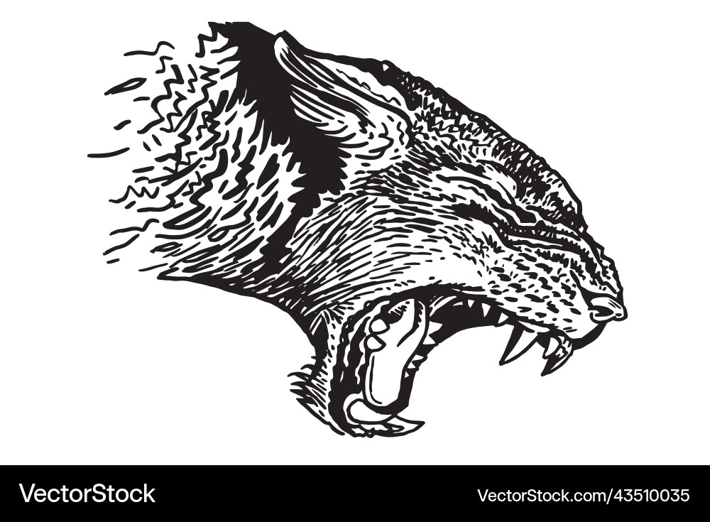 Lioness Roaring Drawing