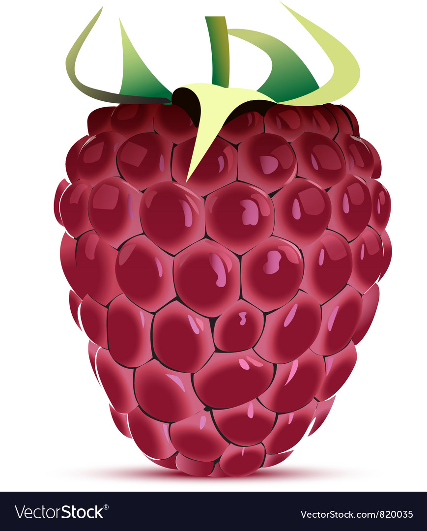 Raspberry Royalty Free Vector Image - VectorStock