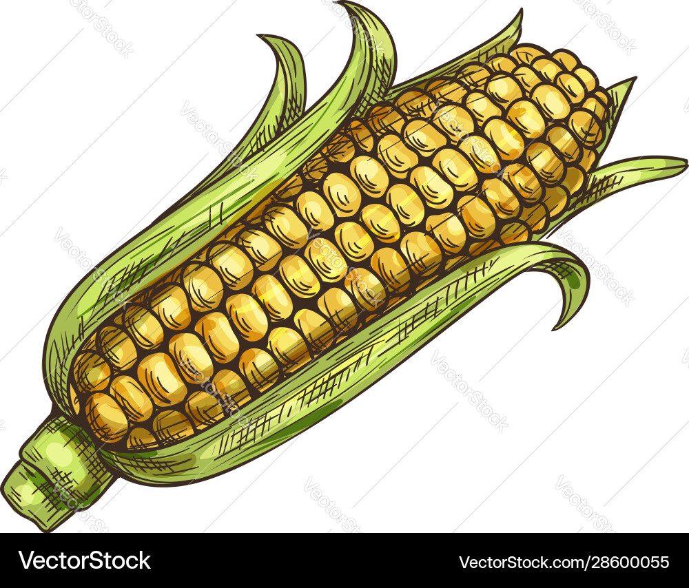 Corn cob isolated maize with green leaves sketch Vector Image