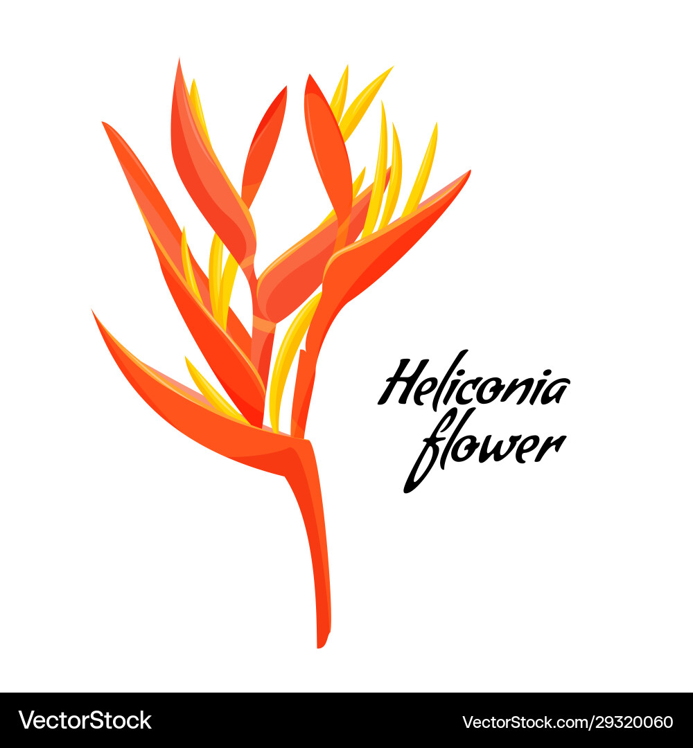 Heliconia flower tropical Royalty Free Vector Image