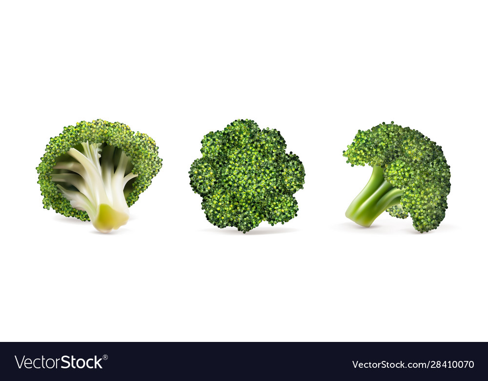Broccoli set Royalty Free Vector Image - VectorStock