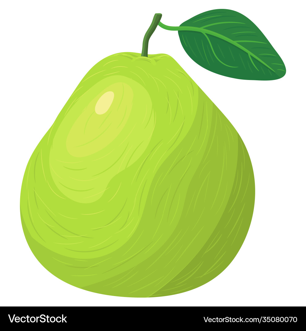 Fresh bright exotic whole green pomelo fruit Vector Image