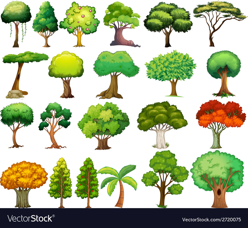 Set of trees Royalty Free Vector Image - VectorStock