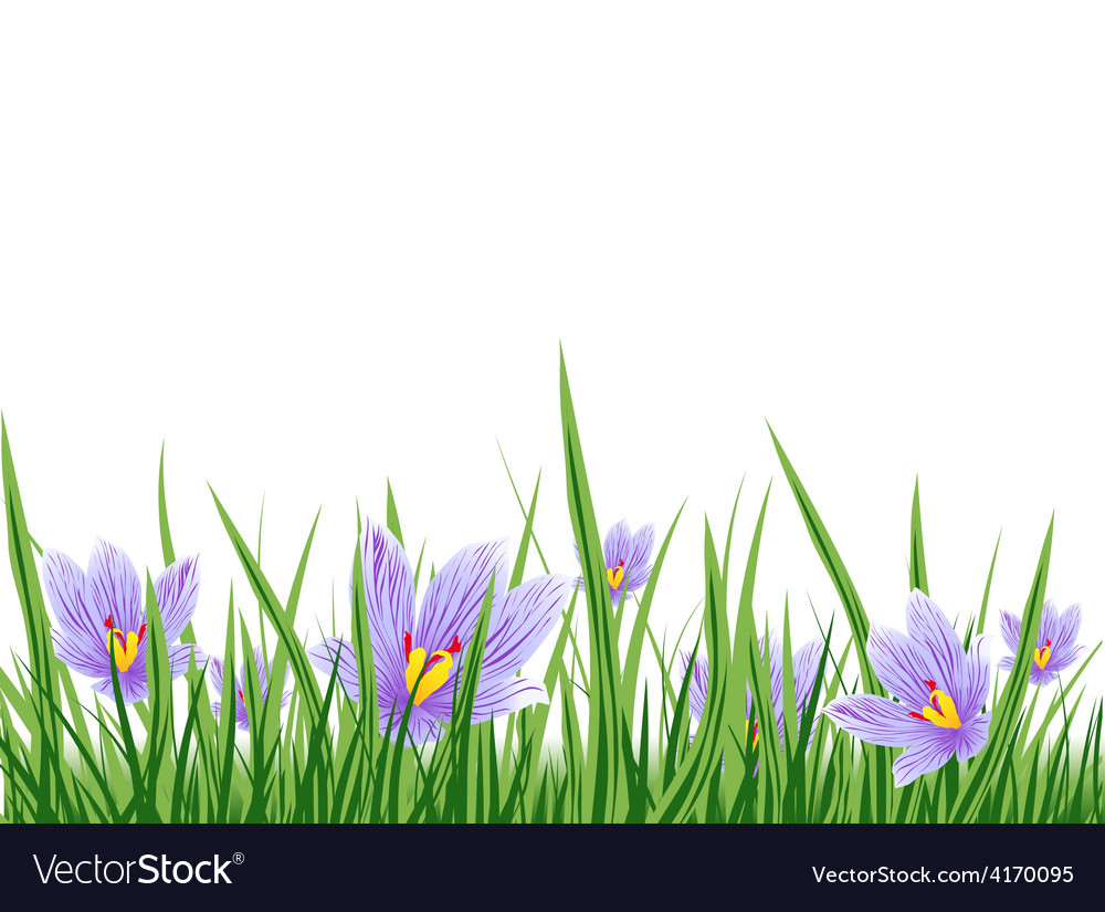 Crocus border Royalty Free Vector Image - VectorStock