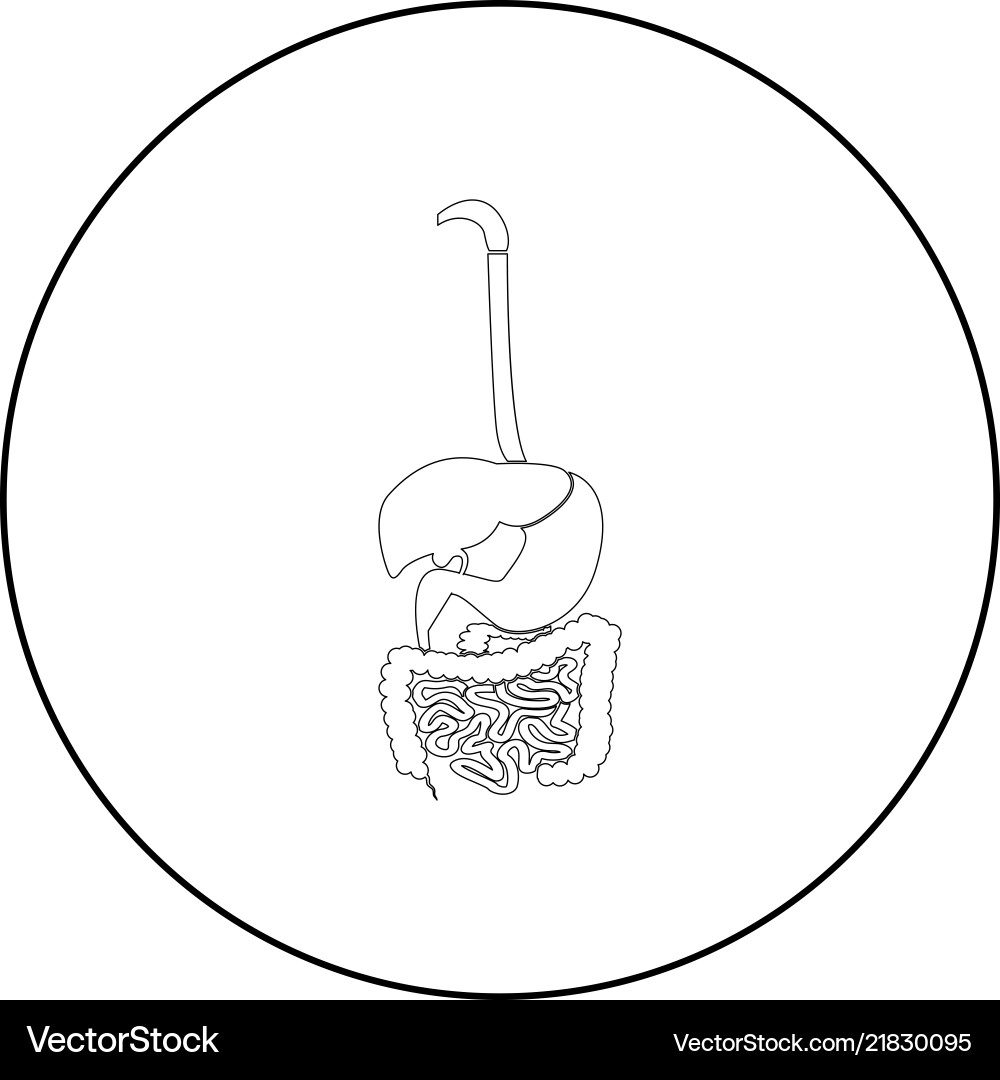 Digestive system icon black color in round circle Vector Image