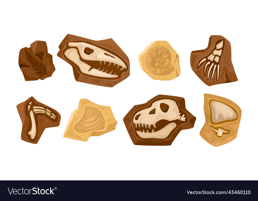 Dinosaur Fossils Clipart