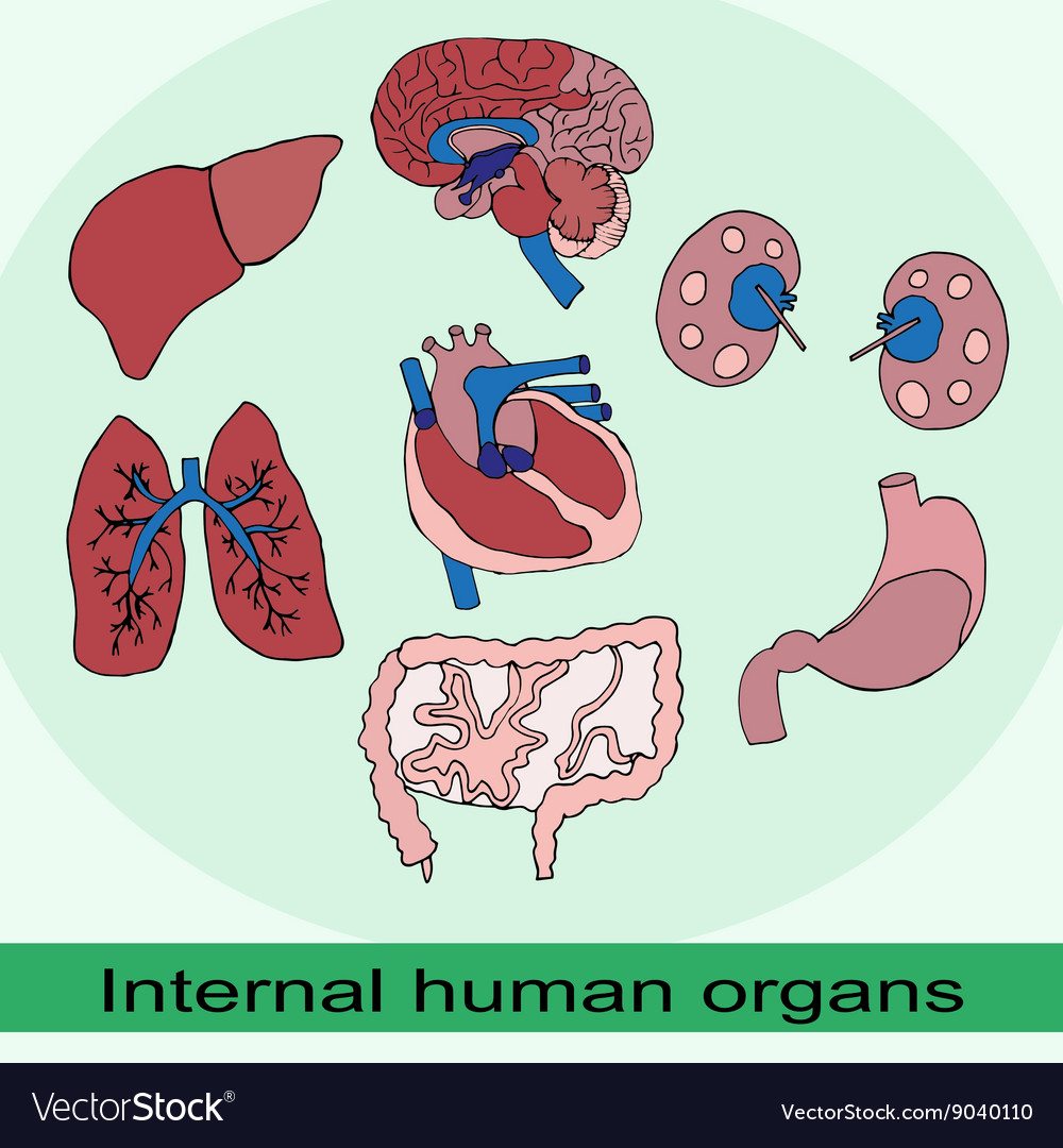 Internal organs human set Royalty Free Vector Image