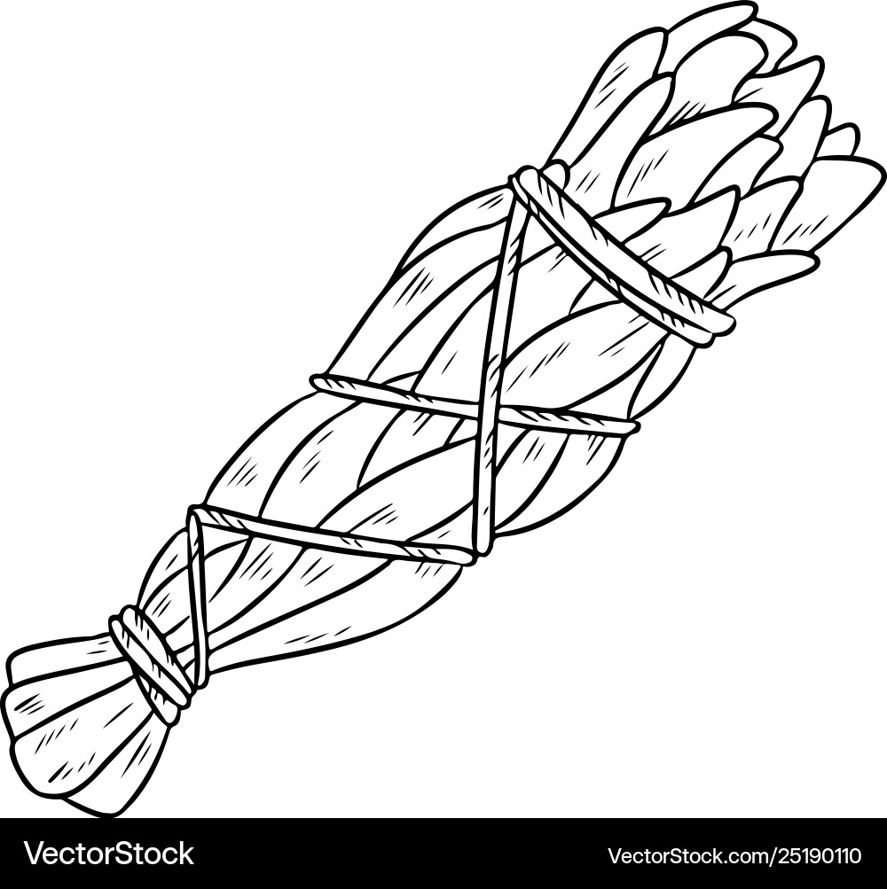 Sage smudge stick hand-drawn doodle isolated Vector Image