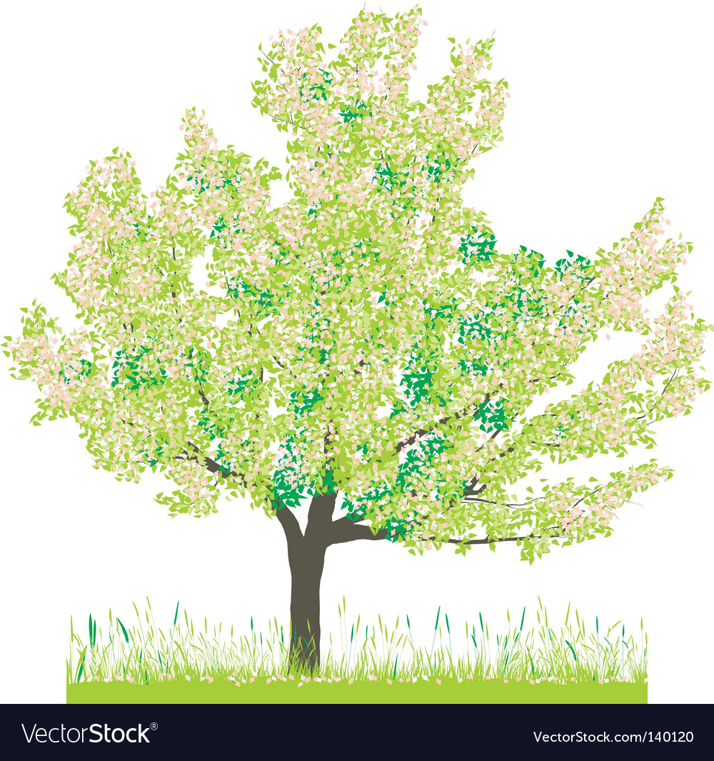Cherry tree in spring Royalty Free Vector Image