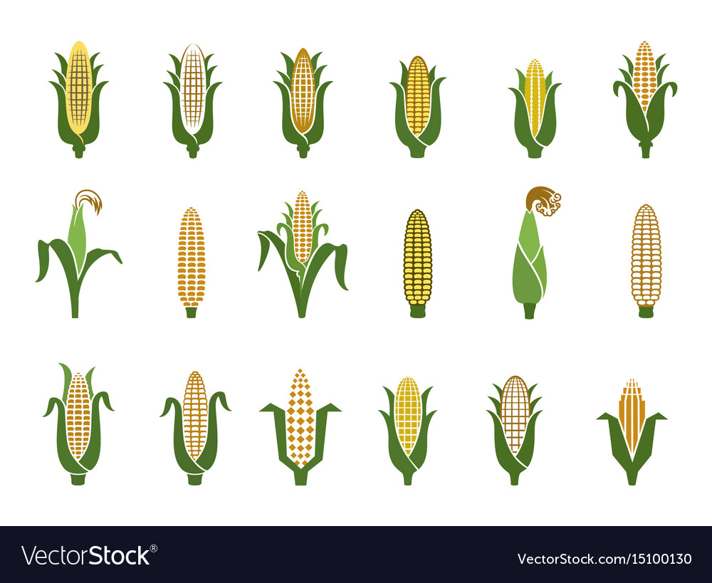 Corn icon Royalty Free Vector Image - VectorStock