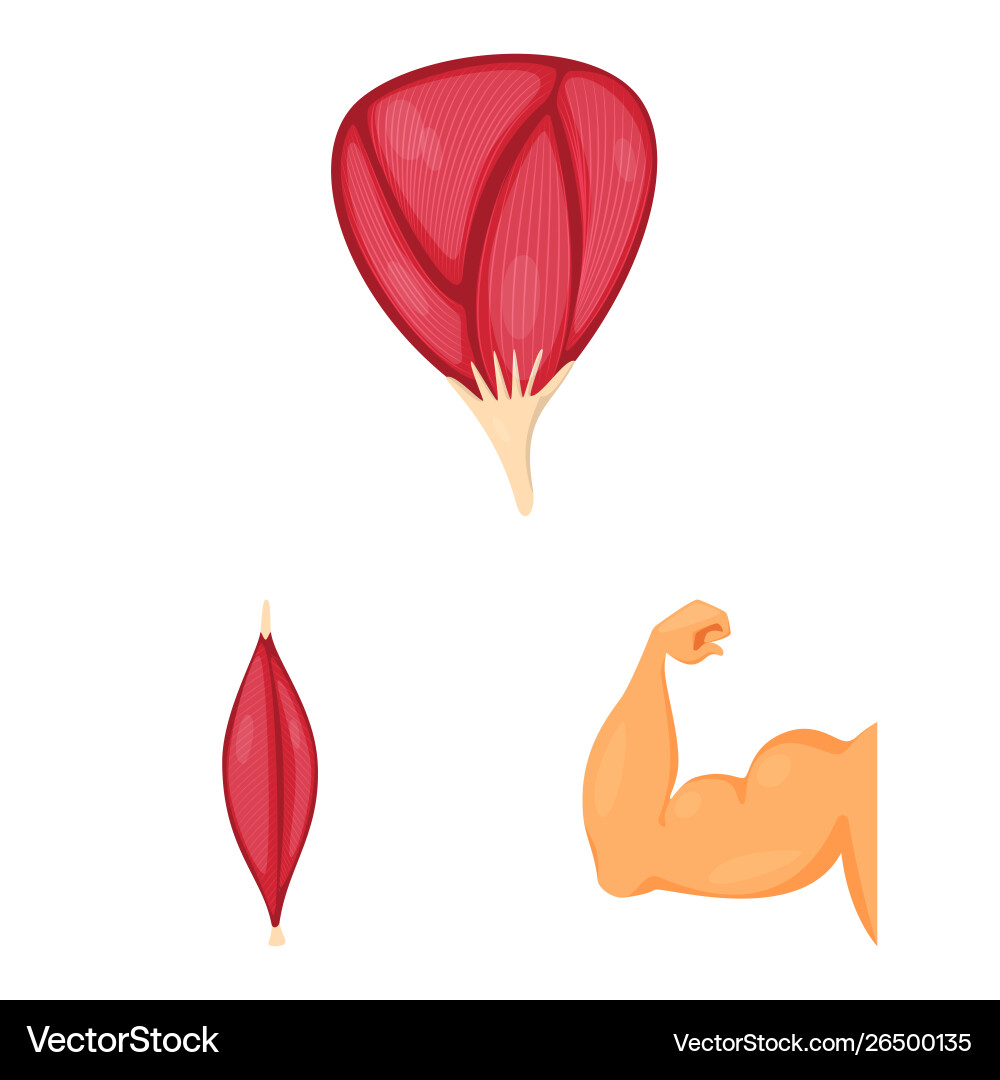 Isolated object muscle and cells symbol Royalty Free Vector