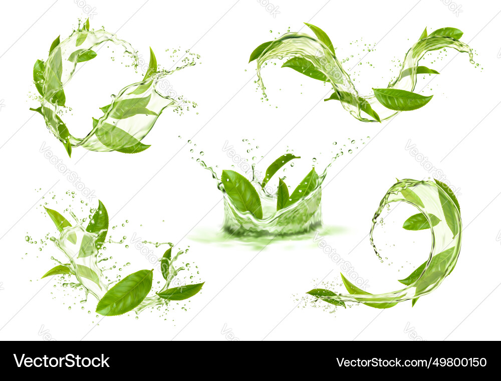 Green tea leaves with wave flow splash and drops Vector Image