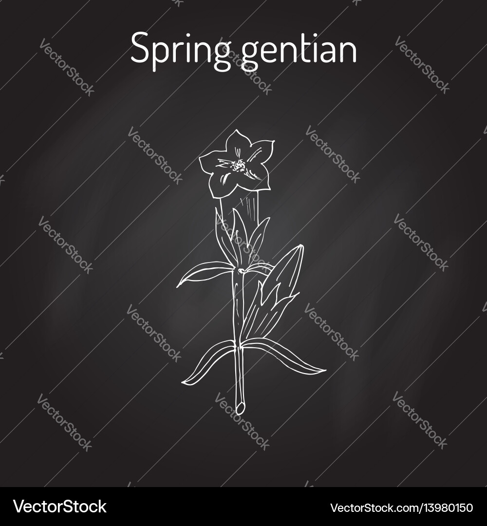 Spring gentian gentiana verna Royalty Free Vector Image