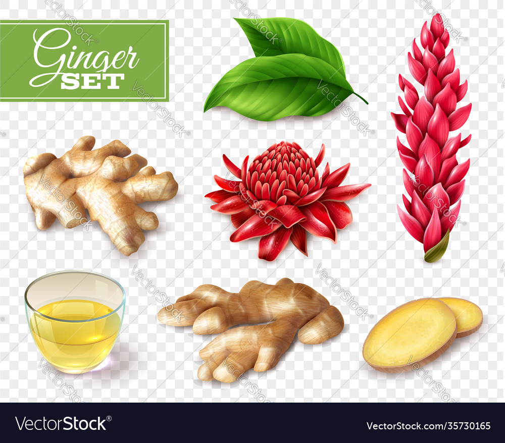 Ginger transparent background set Royalty Free Vector Image