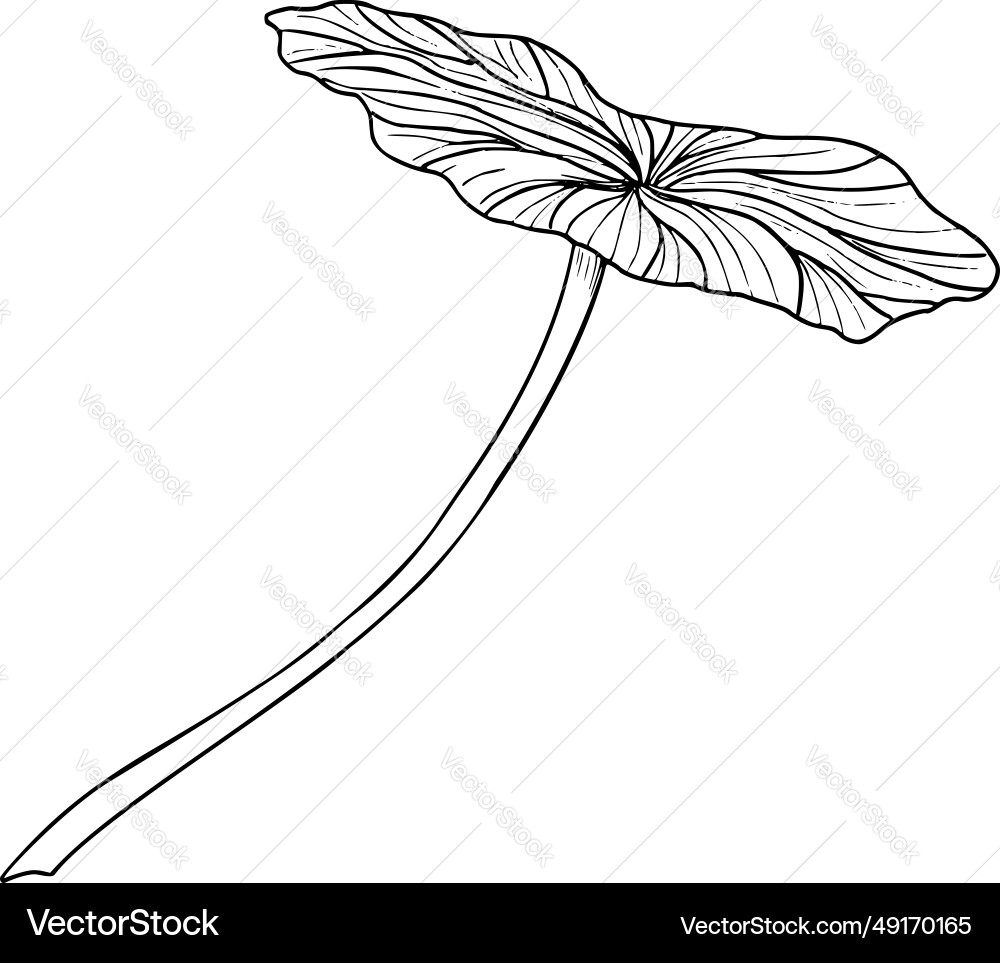Lotus leaf hand drawn of Royalty Free Vector Image