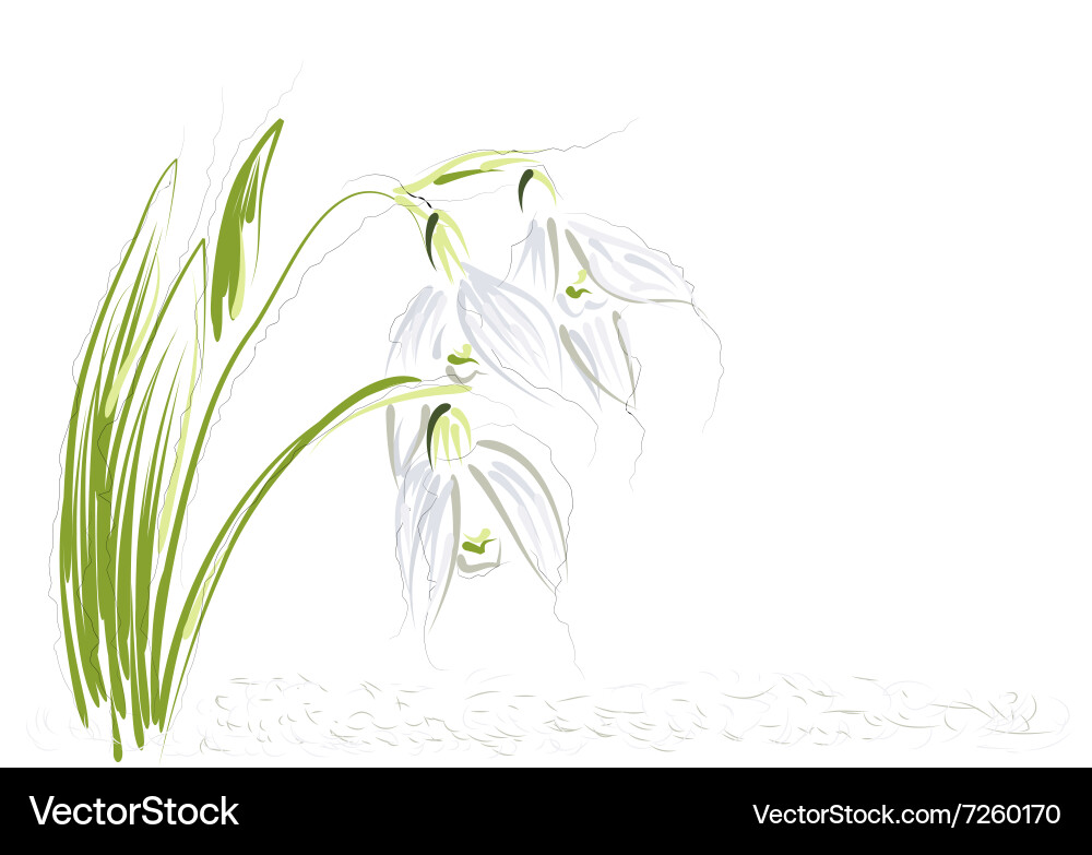 Snowdrops on white background Royalty Free Vector Image