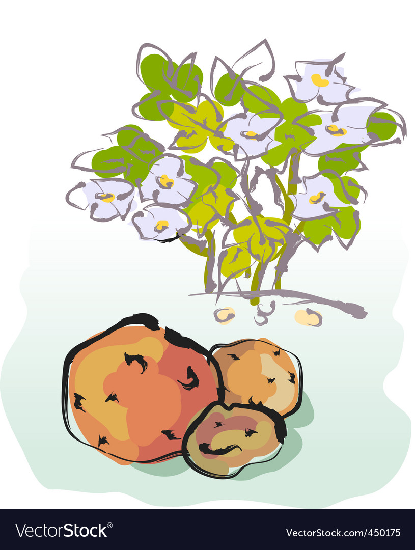 Potato Royalty Free Vector Image - VectorStock