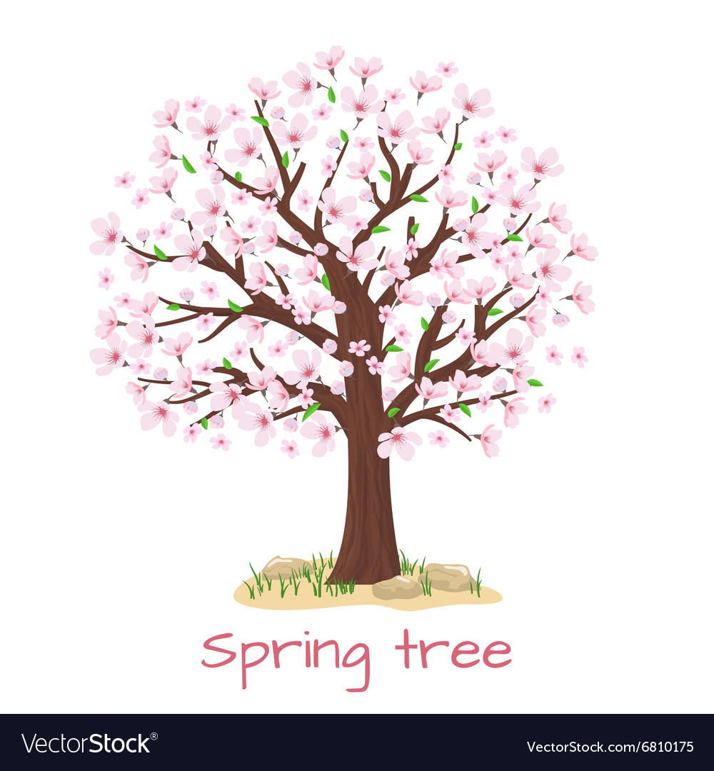 Spring blossom cherry tree Royalty Free Vector Image