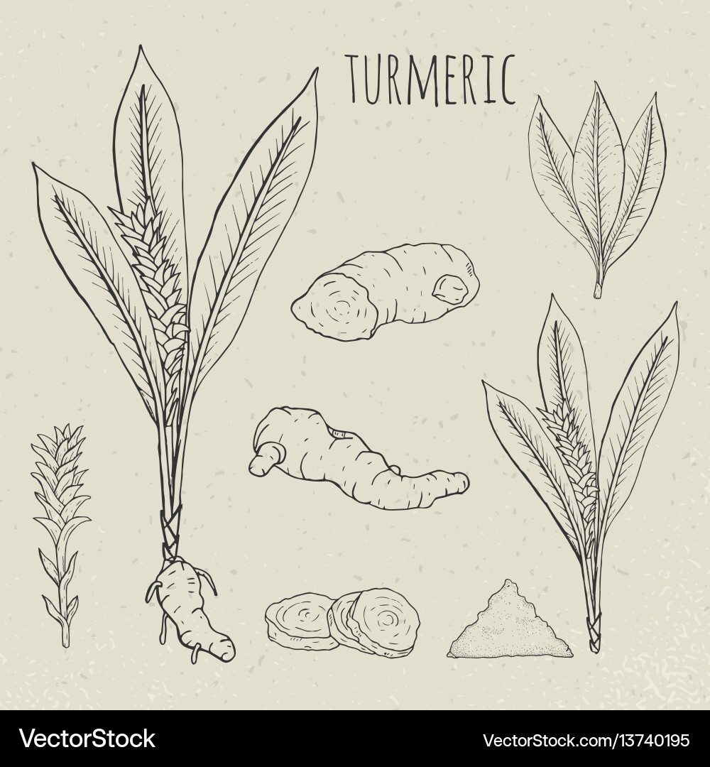 Turmeric medical botanical isolated Royalty Free Vector