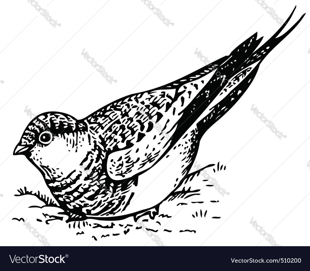 Bird Royalty Free Vector Image - VectorStock