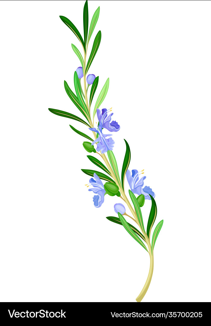 Blooming rosemary branch with evergreen needle Vector Image