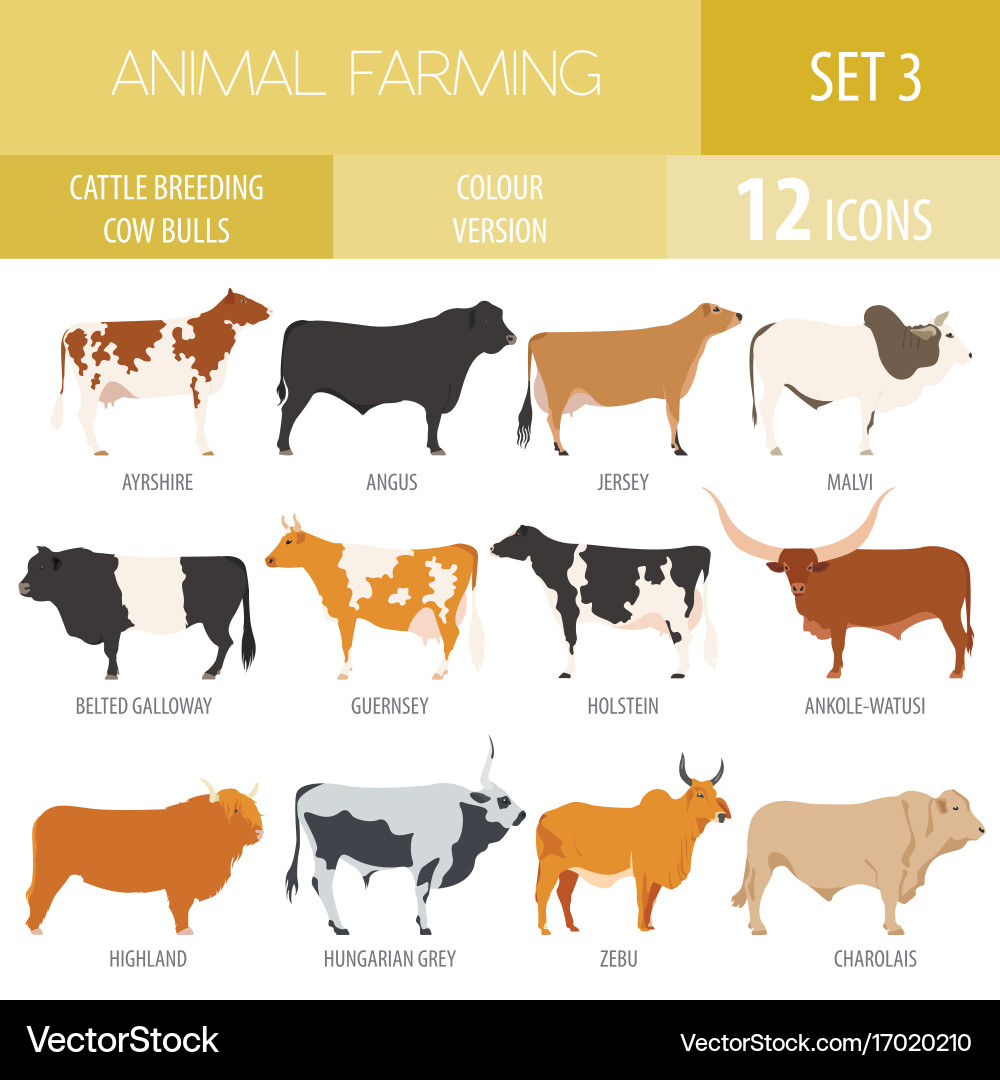 Cattle breeding cow bulls breed icon set flat Vector Image