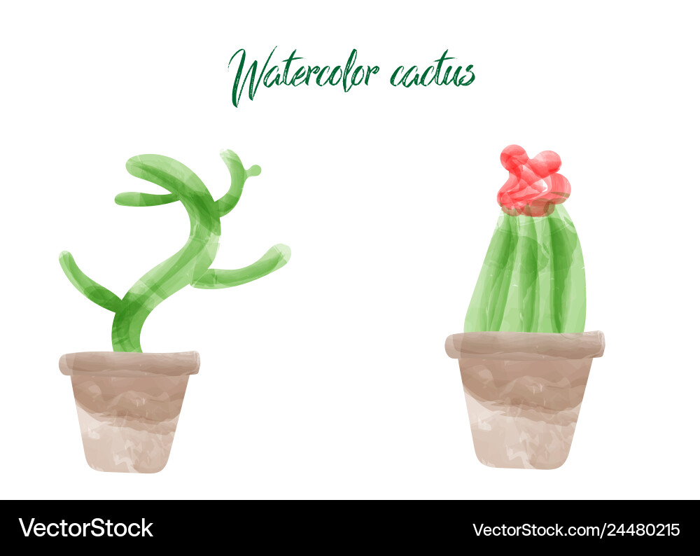 Cactus isolated on white background watercolor Vector Image