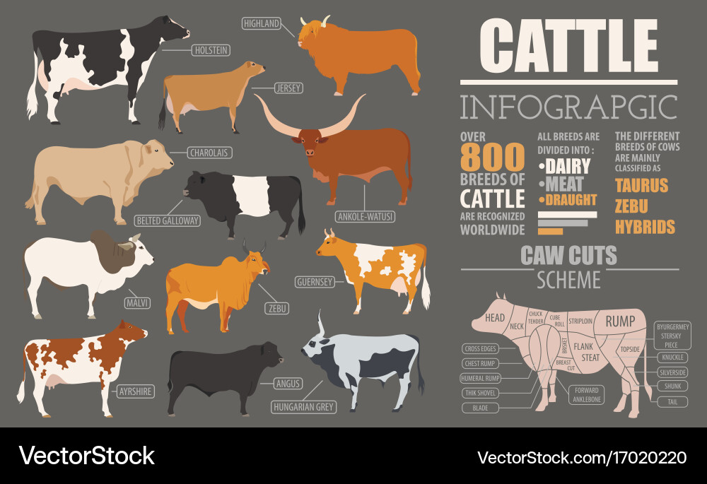 Cattle breeding infographic template flat design Vector Image