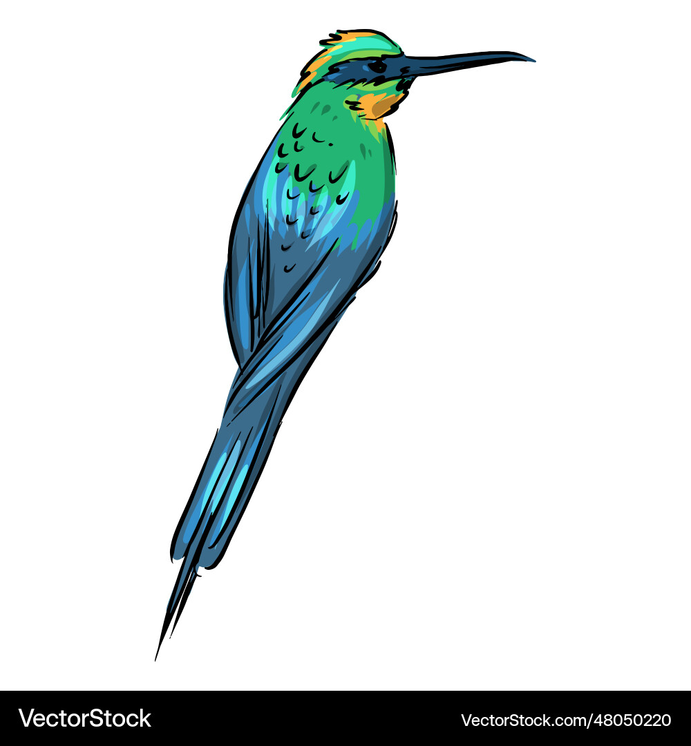 Colorful hummingbird cute Royalty Free Vector Image