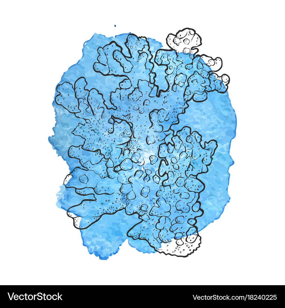 Hand drawn coral Royalty Free Vector Image - VectorStock