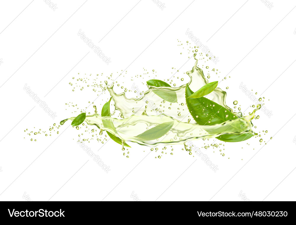 Green tea leaves and drink splash with drops Vector Image
