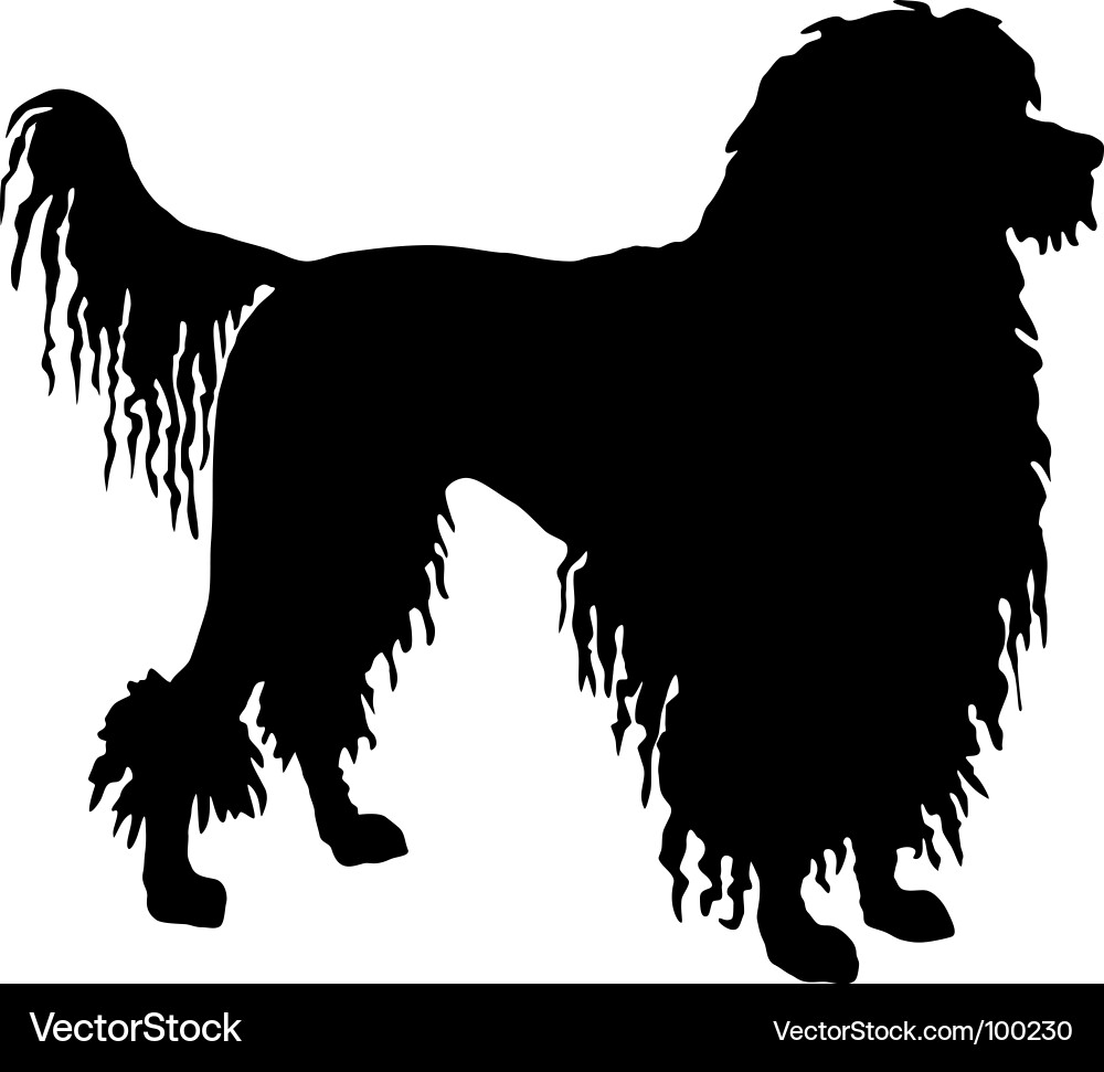 Portuguese water dog Royalty Free Vector Image