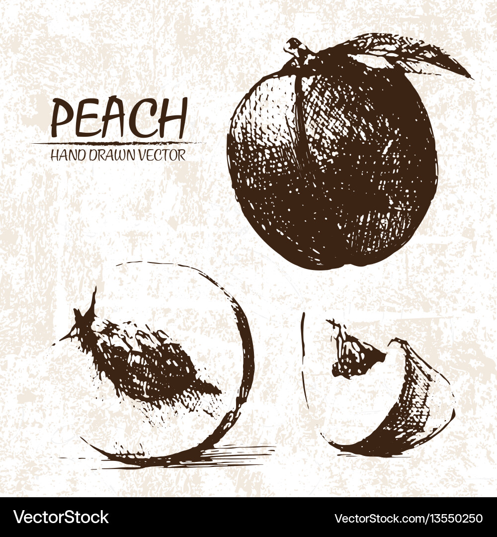 Digital detailed peach hand drawn Royalty Free Vector Image