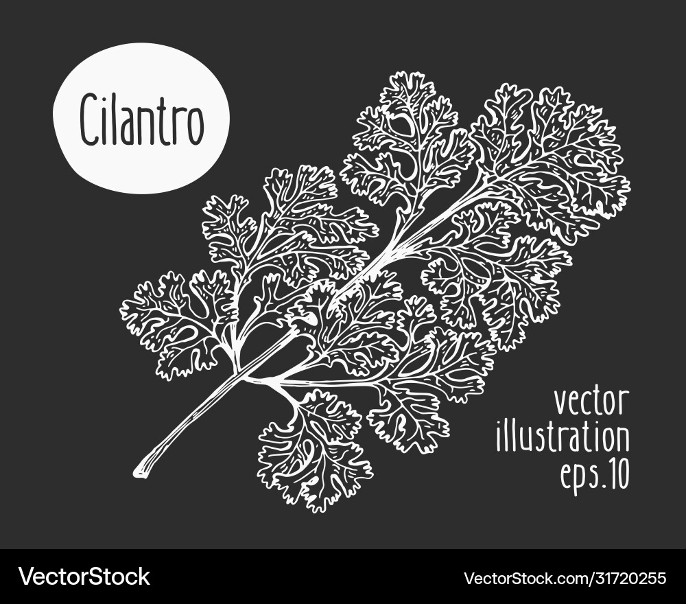 Hand drawn cilantro herb sketch on chalk board Vector Image
