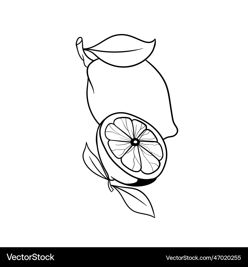 Hand drawn of a lemon fruit outline Royalty Free Vector