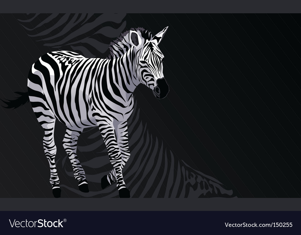 Zebra Royalty Free Vector Image - VectorStock
