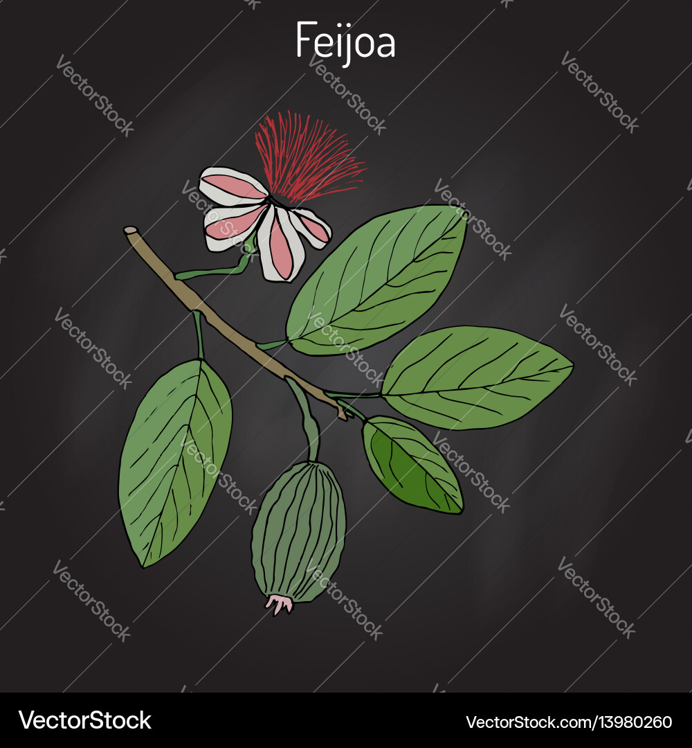 Feijoa acca sellowiana Royalty Free Vector Image