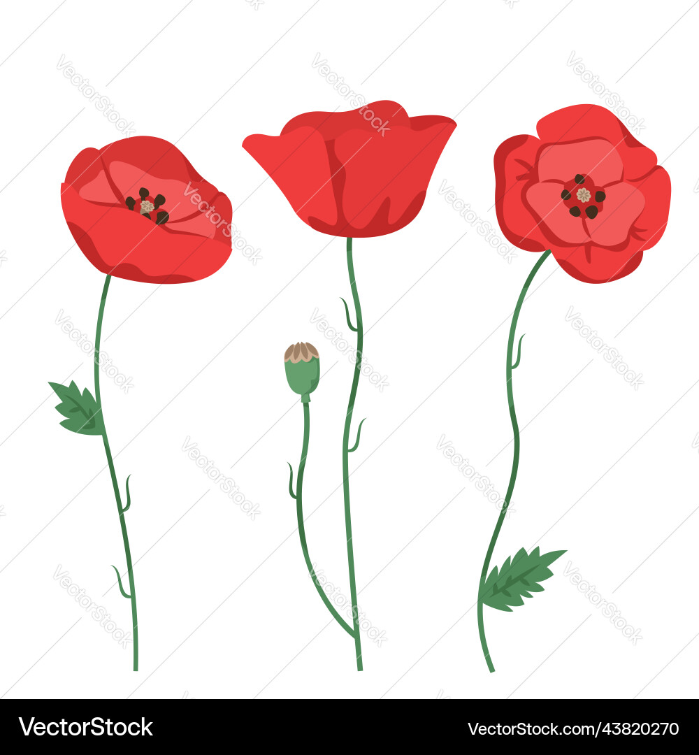 Set of poppies Royalty Free Vector Image - VectorStock