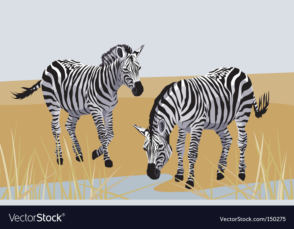 Zebra Royalty Free Vector Image - VectorStock