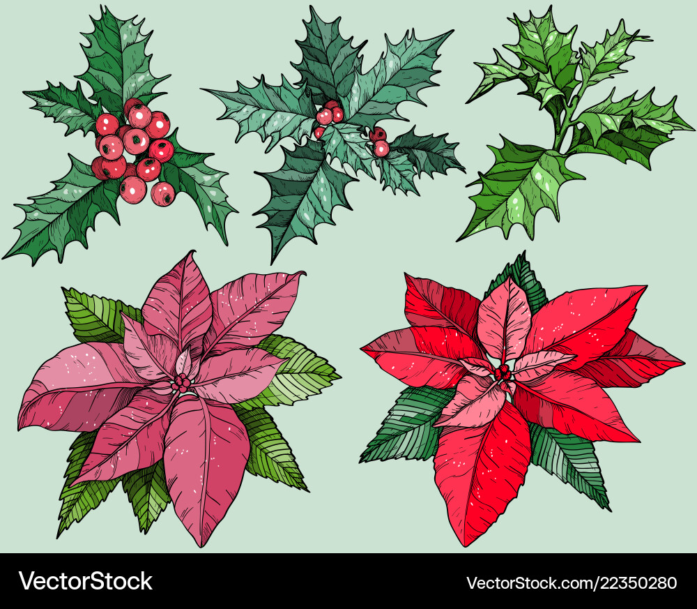 Colorful christmas flowers set Royalty Free Vector Image