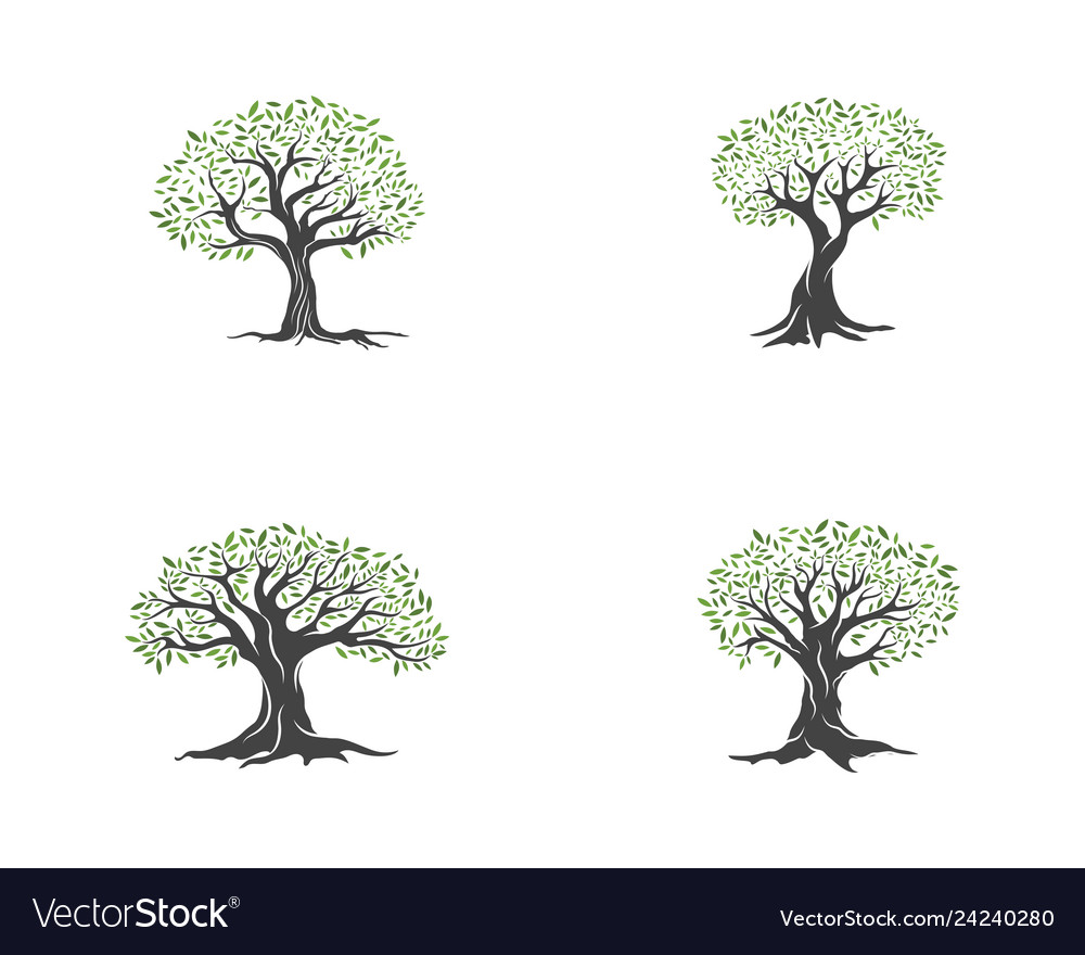 Olive tree Royalty Free Vector Image - VectorStock