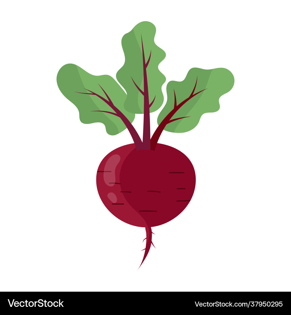 Red beet root with green leaves isolated on white Vector Image
