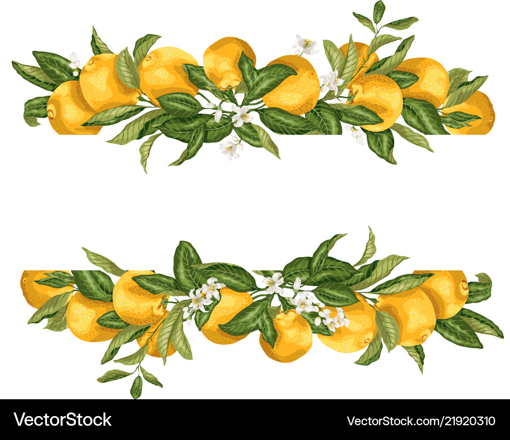 Lime template frame border wth citrus fruits Vector Image