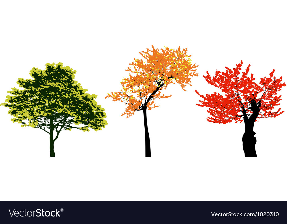 Set real colorful autumn tree collection Vector Image